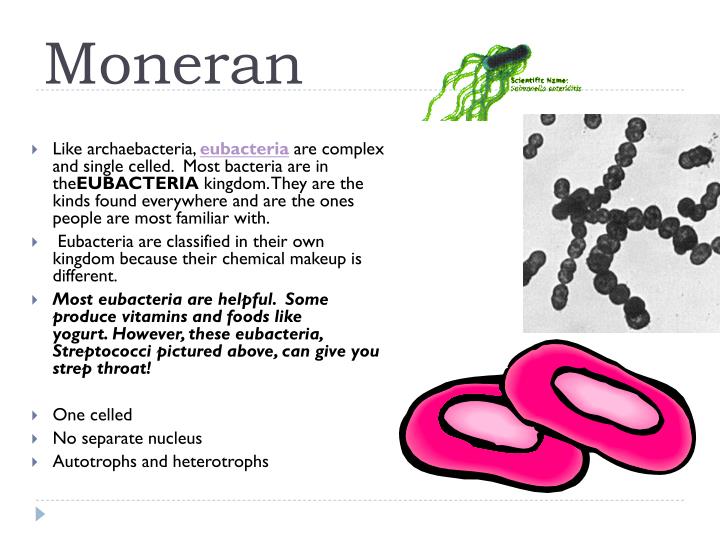 PPT - Classification of Living Things PowerPoint Presentation - ID:3139947