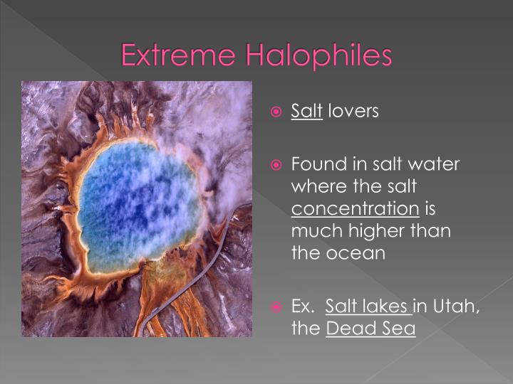 PPT - Kingdom Archaebacteria PowerPoint Presentation - ID:3139960
