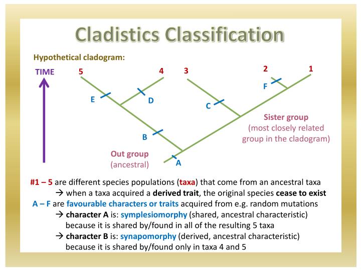 PPT - Constructing a Cladogram PowerPoint Presentation - ID:3140095