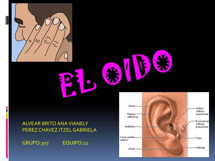 PPT - EL OIDO PowerPoint Presentation, free download - ID:3140298