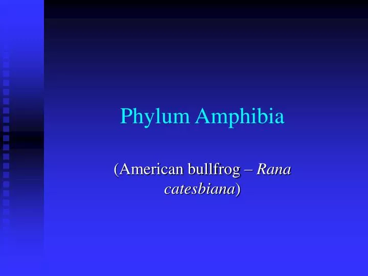 PPT - Phylum Amphibia PowerPoint Presentation, free download - ID:3140469