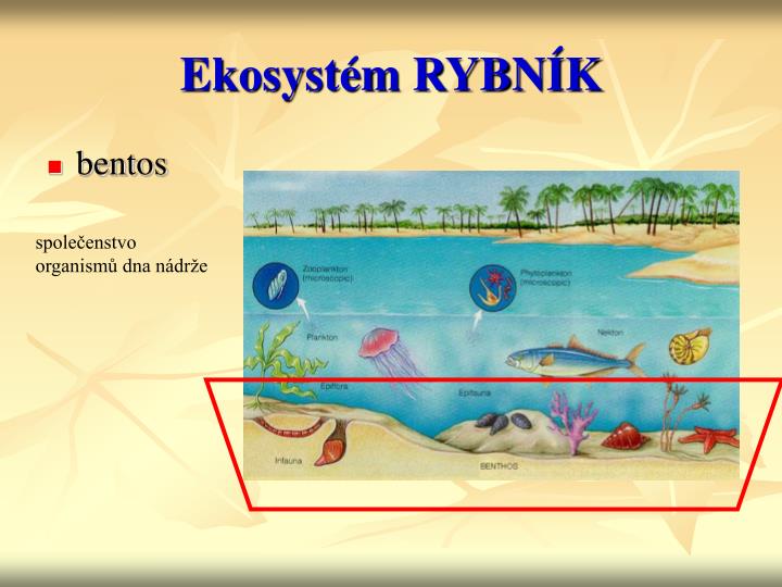 PPT - Důležité ekosystémy PowerPoint Presentation - ID:3140603