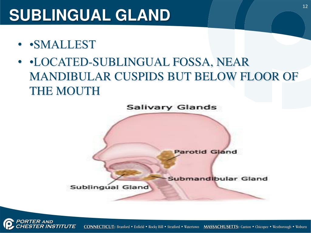 PPT - Salivary Glands PowerPoint Presentation, free download - ID:3140875
