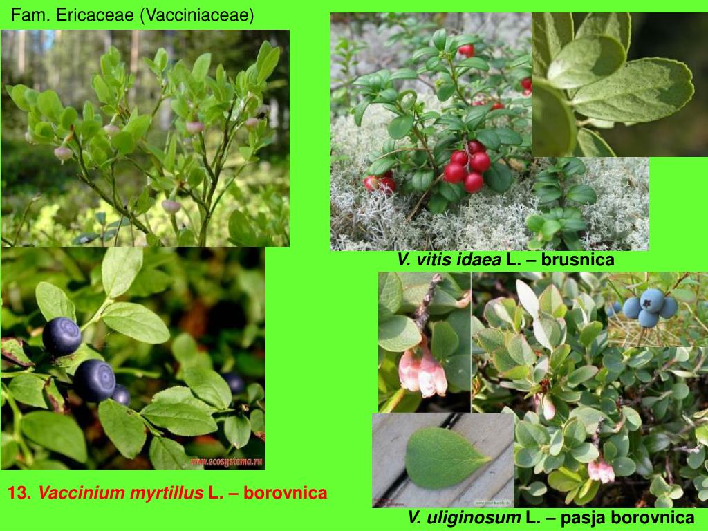 PPT - OBNOVLJIVI PRIRODNI RESURS I LEKOVITE BILJKE SRBIJE PowerPoint ...