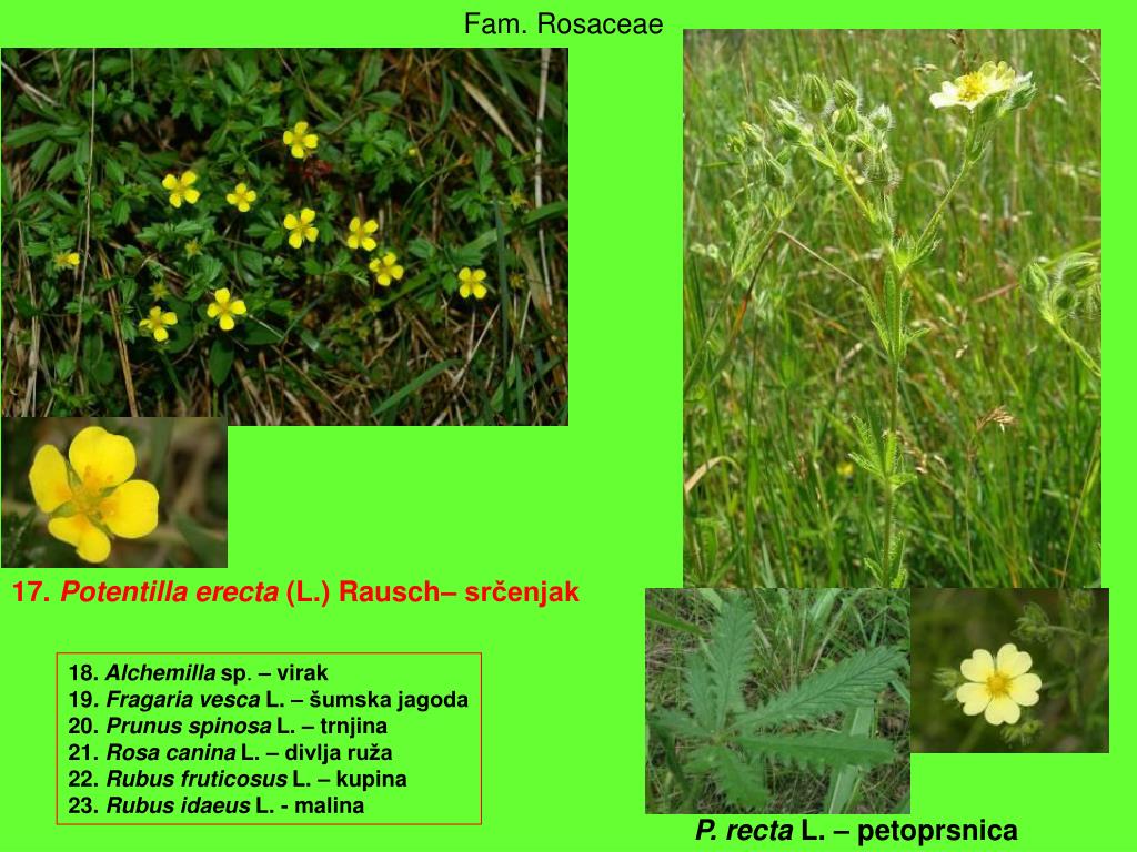 PPT - OBNOVLJIVI PRIRODNI RESURS I LEKOVITE BILJKE SRBIJE PowerPoint ...