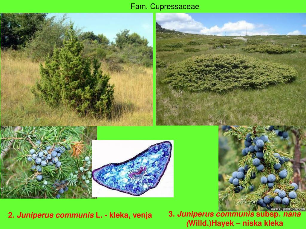 PPT - OBNOVLJIVI PRIRODNI RESURS I LEKOVITE BILJKE SRBIJE PowerPoint ...