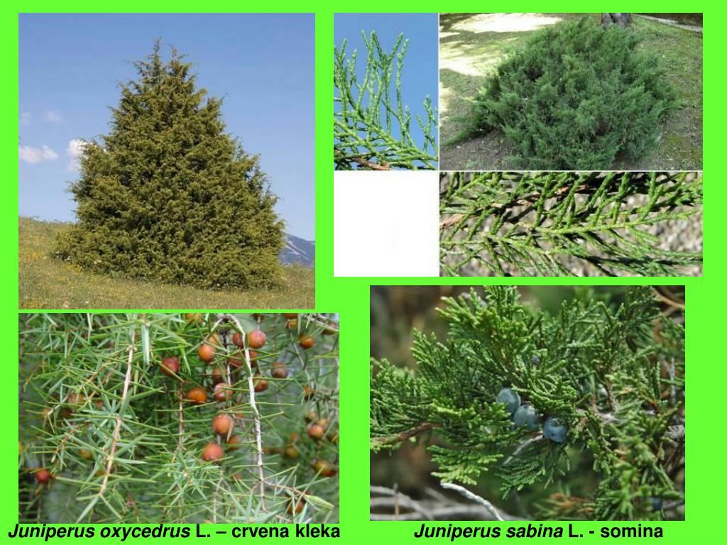 PPT - OBNOVLJIVI PRIRODNI RESURS I LEKOVITE BILJKE SRBIJE PowerPoint ...