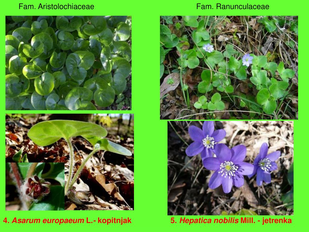 PPT - OBNOVLJIVI PRIRODNI RESURS I LEKOVITE BILJKE SRBIJE PowerPoint ...