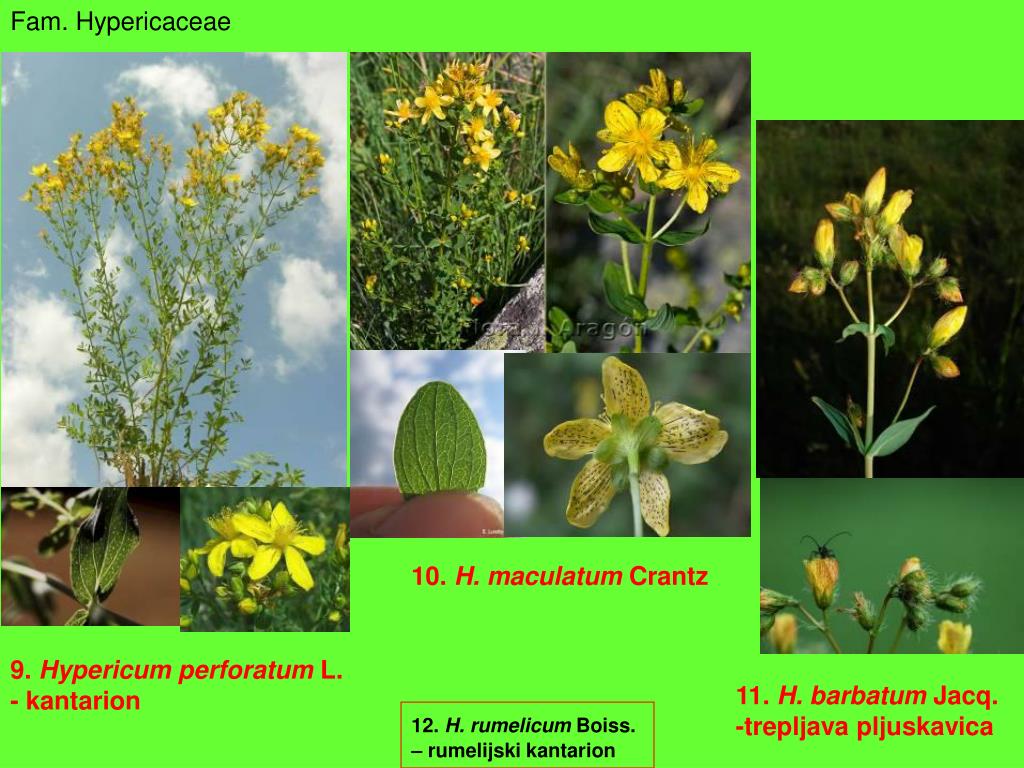 PPT - OBNOVLJIVI PRIRODNI RESURS I LEKOVITE BILJKE SRBIJE PowerPoint ...