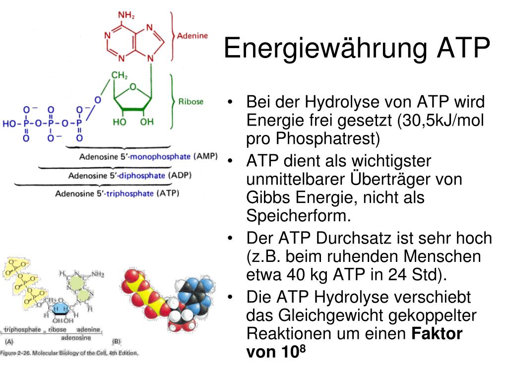 PPT - „Einführung in die Zoologie, Teil Tierphysiologie und Verhalten ...