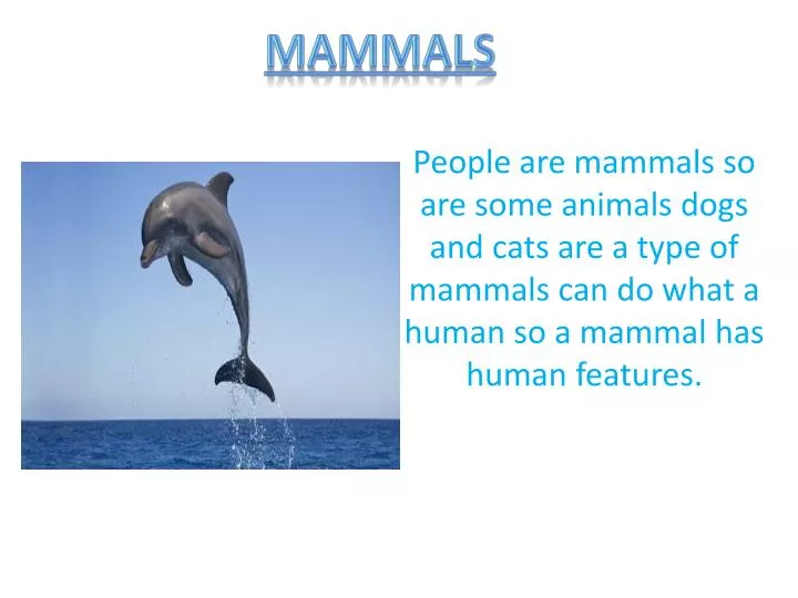 PPT - MAMMALS PowerPoint Presentation, free download - ID:3141005