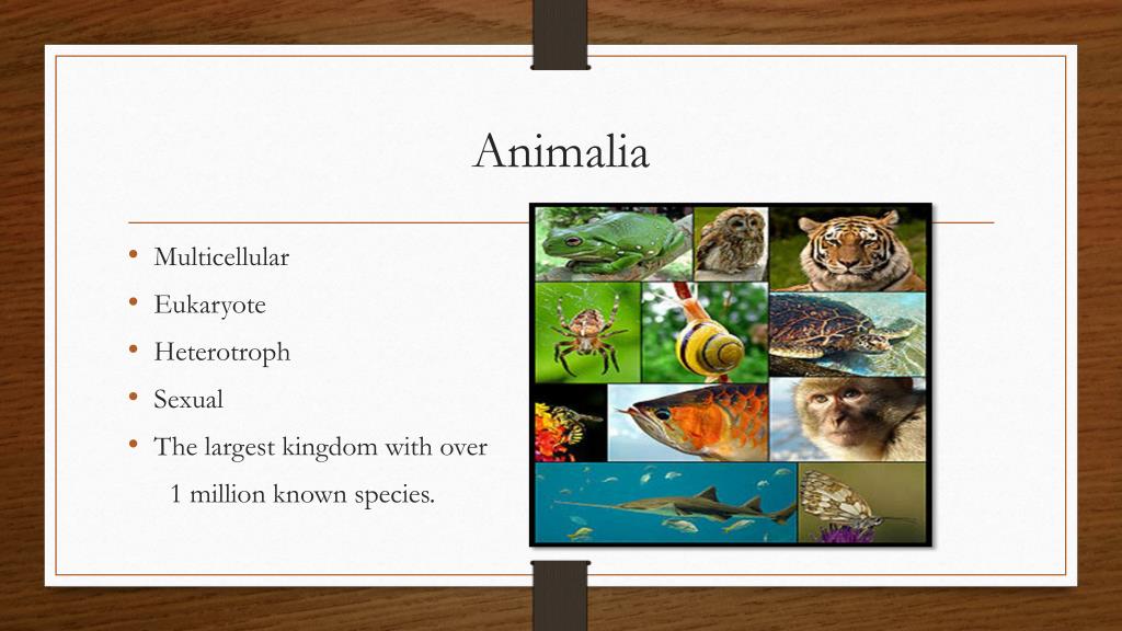 PPT - Kingdoms of Living Organisms PowerPoint Presentation, free ...