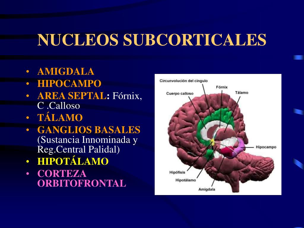 PPT - FUNDAMENTOS PSICOFISIOLÓGICOS DEL MIEDO Y LA ANSIEDAD PowerPoint ...