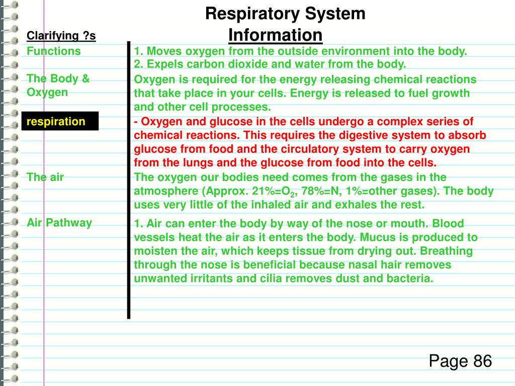 PPT - Understanding the Respiratory System and Its Vital Functions ...