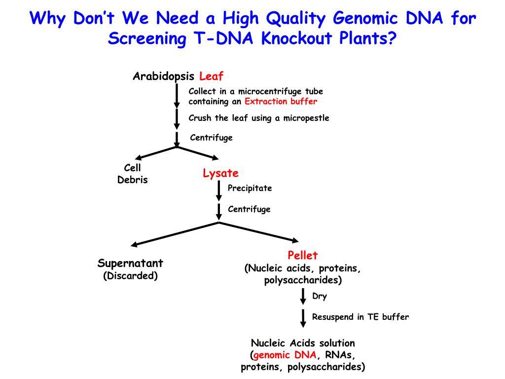 PPT - Isolation of Genomic DNA from Arabidopsis Leaves in Screening for ...
