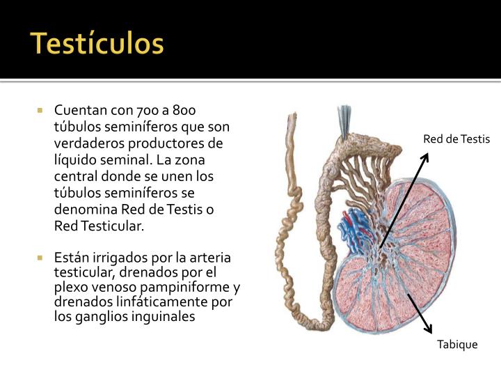 PPT - Sistema Reproductor PowerPoint Presentation - ID:3141832