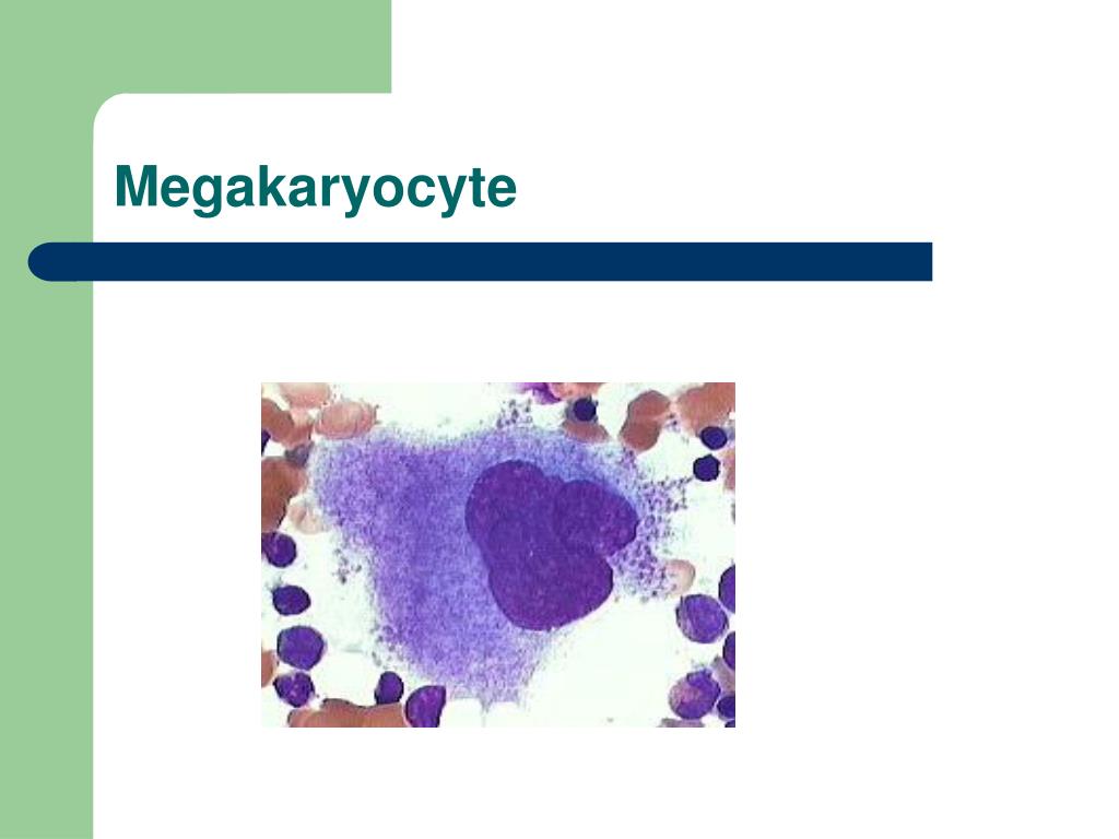 PPT - MLAB1315- Hematology Keri Brophy-Martinez PowerPoint Presentation ...
