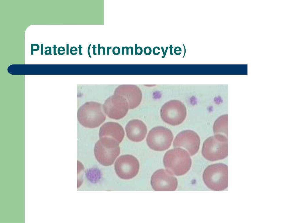 PPT - MLAB1315- Hematology Keri Brophy-Martinez PowerPoint Presentation ...