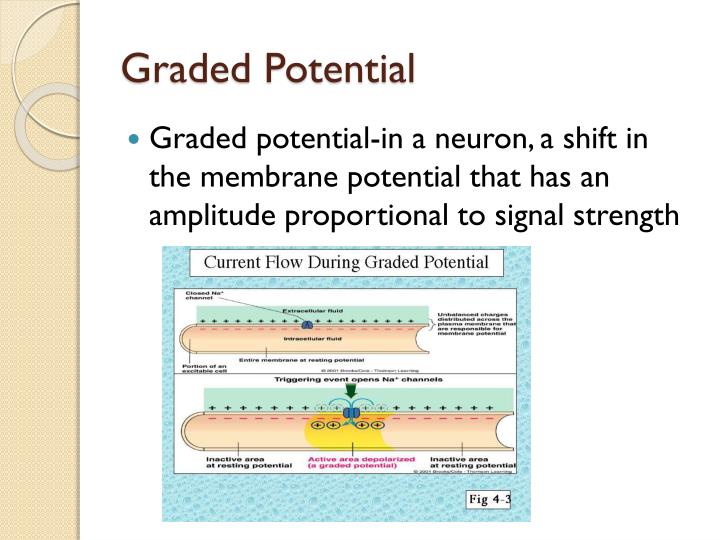 PPT - Neurons, Synapses, and Signaling PowerPoint Presentation - ID:3143030
