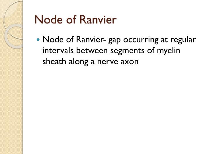 PPT - Neurons, Synapses, and Signaling PowerPoint Presentation - ID:3143030