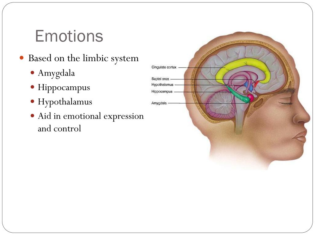 PPT - Early Childhood: Age 2 to 6 Biosocial Development PowerPoint ...