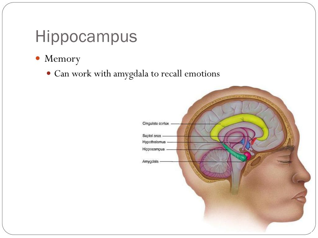 PPT - Early Childhood: Age 2 to 6 Biosocial Development PowerPoint ...
