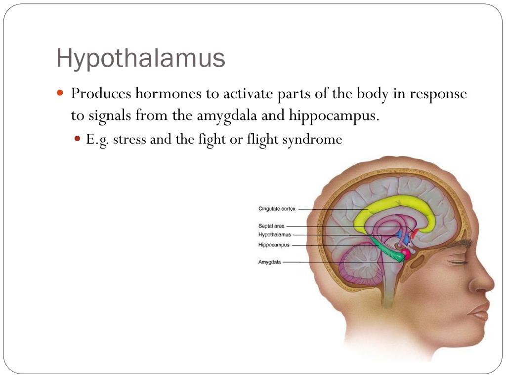 PPT - Early Childhood: Age 2 to 6 Biosocial Development PowerPoint ...