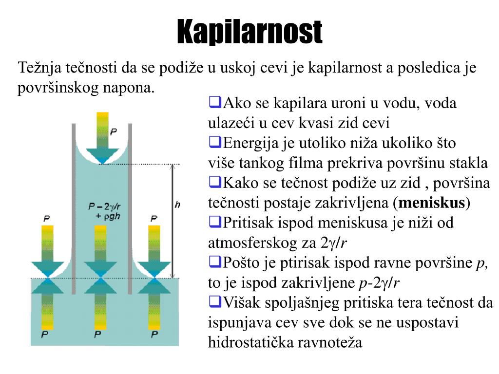 PPT - Pitanje: zašto ova buba može da hoda po površini vode? PowerPoint Presentation - ID:3143198