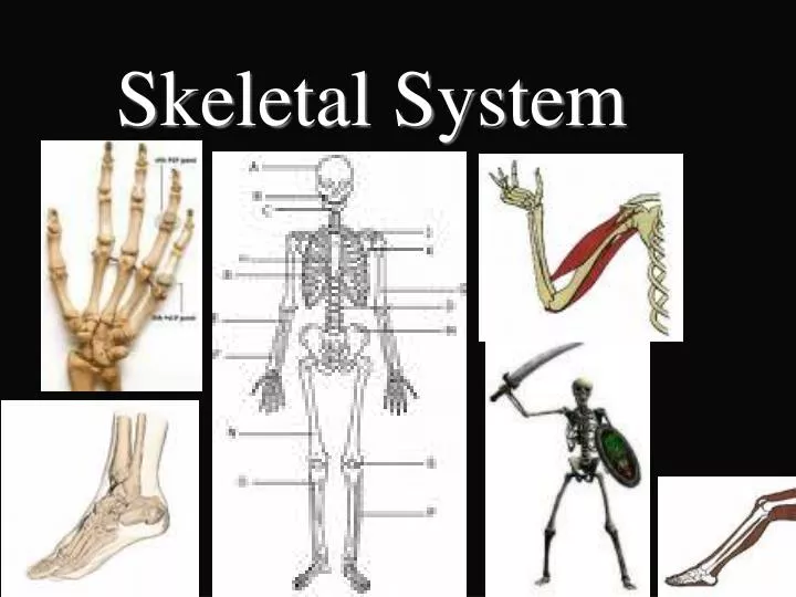 PPT - Skeletal System PowerPoint Presentation, free download - ID:3143616 PPT - Skeletal System PowerPoint Presentation, free download - ID:3143616