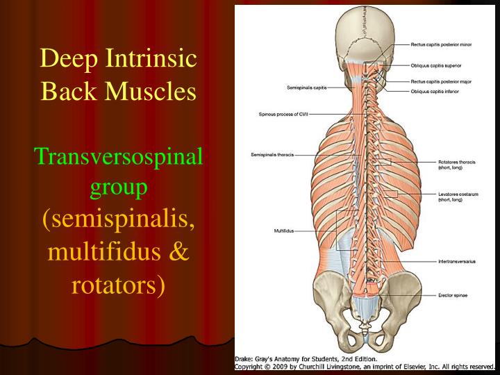 PPT - Muscles of Back PowerPoint Presentation - ID:3144487