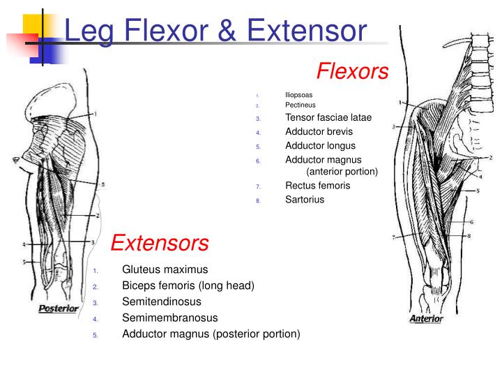 PPT - Musculoskeletal Anatomy Quiz PowerPoint Presentation - ID:3144588