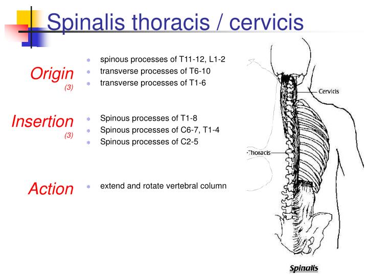 PPT - Musculoskeletal Anatomy Quiz PowerPoint Presentation - ID:3144588