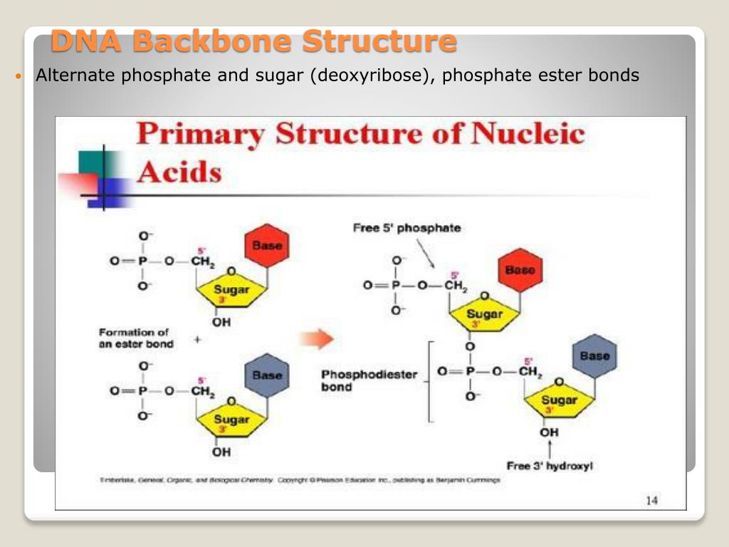 PPT - Amino Acids Proteins, and Enzymes PowerPoint Presentation, free ...