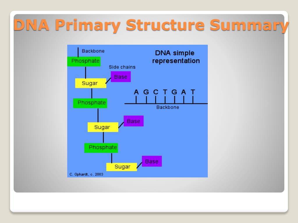 PPT - Amino Acids Proteins, and Enzymes PowerPoint Presentation, free ...