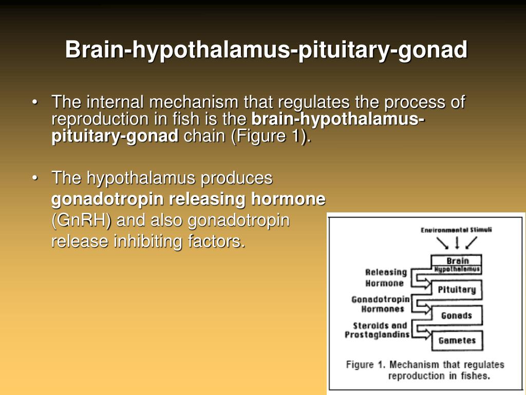 PPT - Hormones in Aquacultre/Fish Reproduction PowerPoint Presentation ...