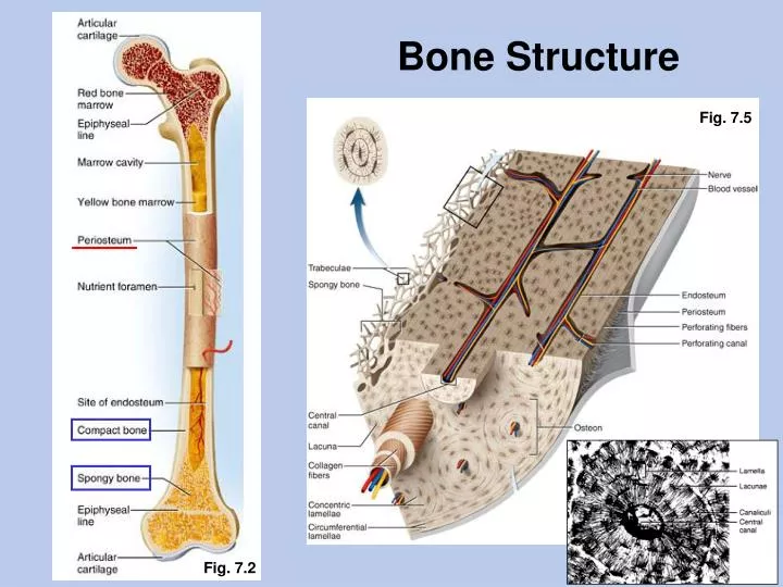 PPT Bone Structure PowerPoint Presentation Free Download ID 3146577 PPT Bone Structure PowerPoint Presentation Free Download ID 3146577