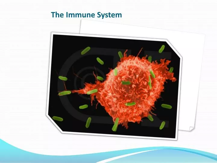 PPT - The Immune System PowerPoint Presentation, free download - ID:3146842