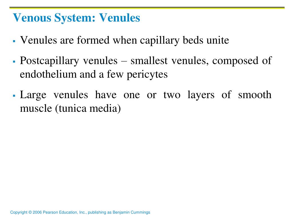 PPT - Blood Vessels PowerPoint Presentation, free download - ID:3147088