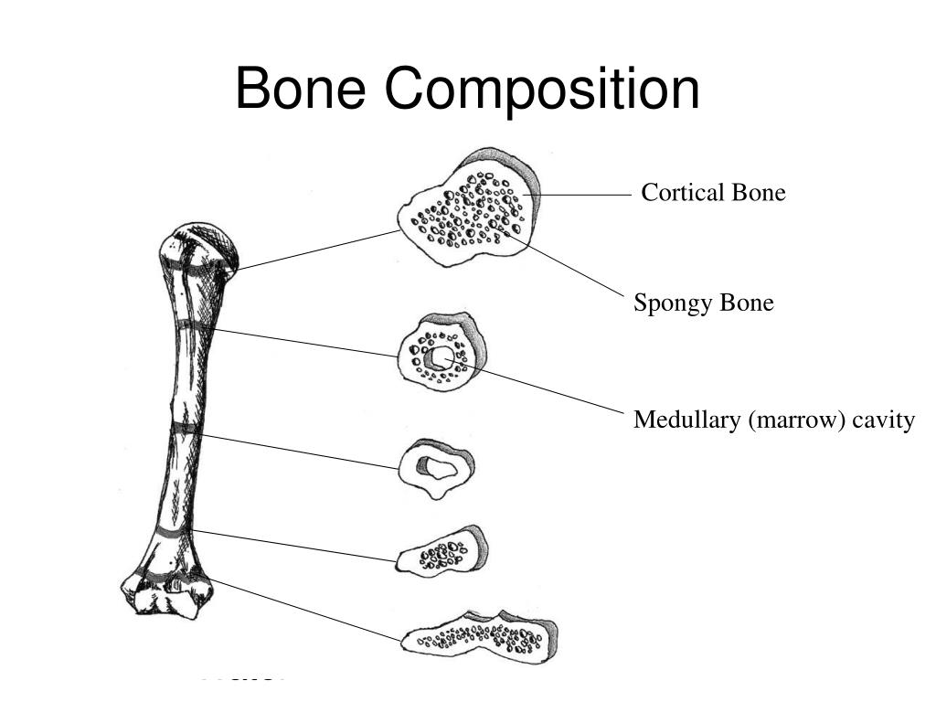 PPT Human Bones PowerPoint Presentation Free Download ID 3147257