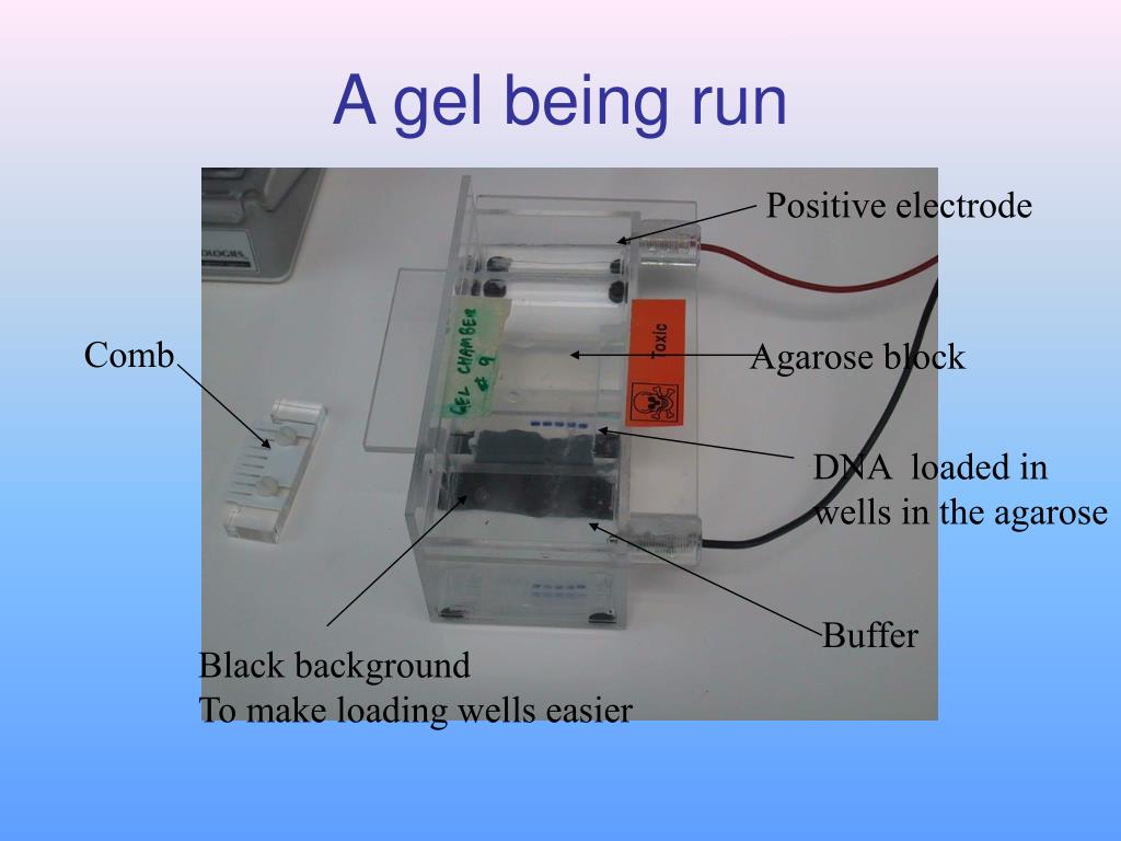 PPT - Gel Electrophoresis of DNA PowerPoint Presentation, free download ...