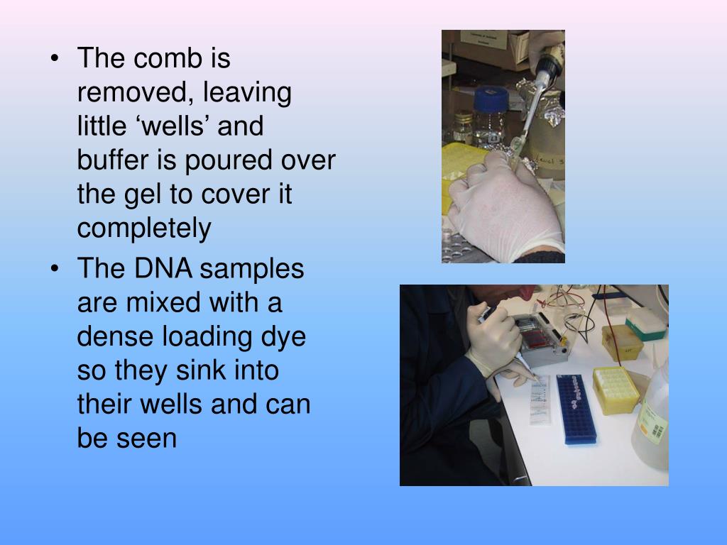 PPT - Gel Electrophoresis of DNA PowerPoint Presentation, free download ...