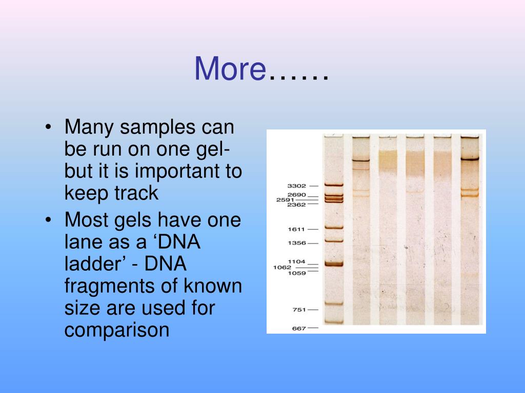 PPT - Gel Electrophoresis of DNA PowerPoint Presentation, free download ...
