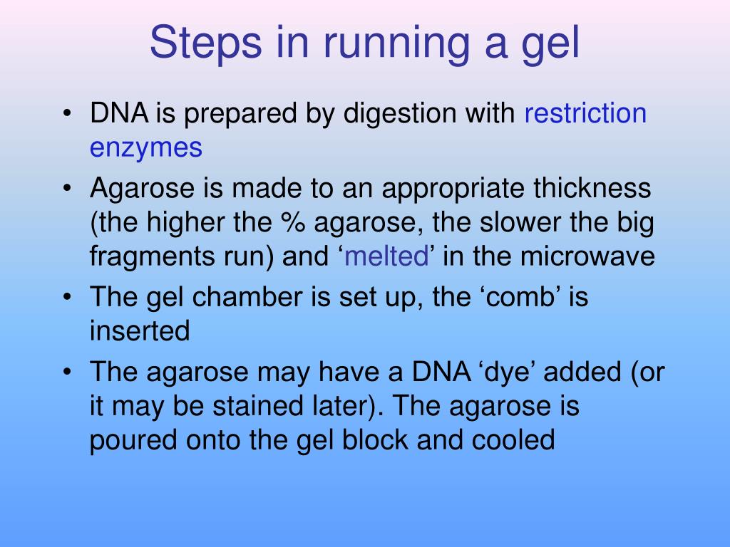 PPT - Gel Electrophoresis of DNA PowerPoint Presentation, free download ...