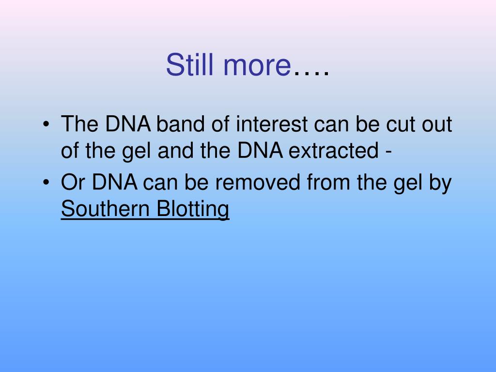 PPT - Gel Electrophoresis of DNA PowerPoint Presentation, free download ...