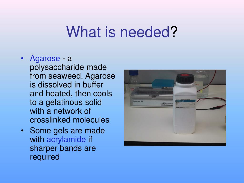 PPT - Gel Electrophoresis of DNA PowerPoint Presentation, free download ...