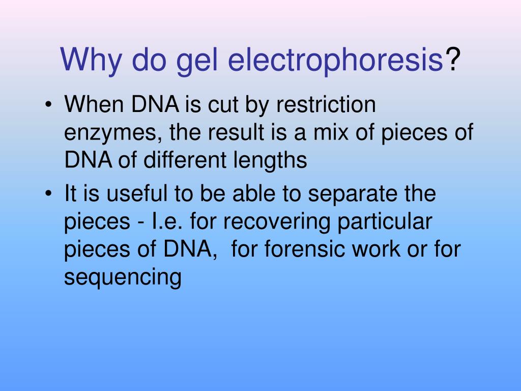 PPT - Gel Electrophoresis of DNA PowerPoint Presentation, free download ...