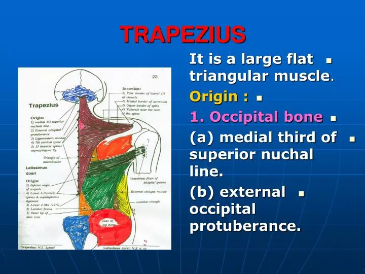 PPT - TRAPEZIUS PowerPoint Presentation, free download - ID:3147687