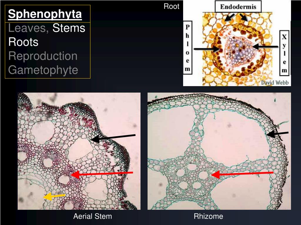 PPT - Filicales and Sphenophyta (“Ferns” and Friends Part II) Filicales ...