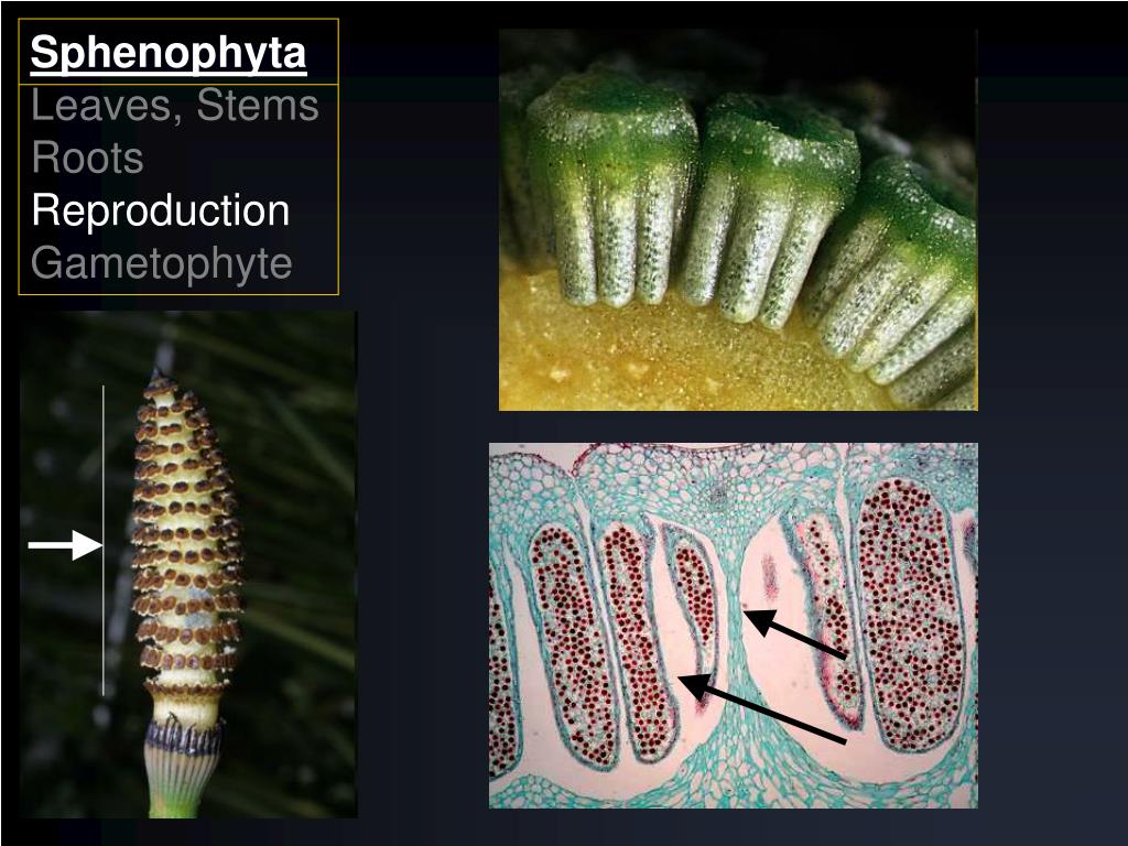 PPT - Filicales and Sphenophyta (“Ferns” and Friends Part II) Filicales ...
