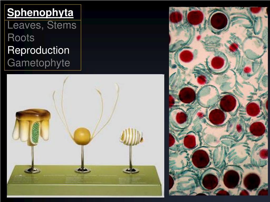 PPT - Filicales and Sphenophyta (“Ferns” and Friends Part II) Filicales ...